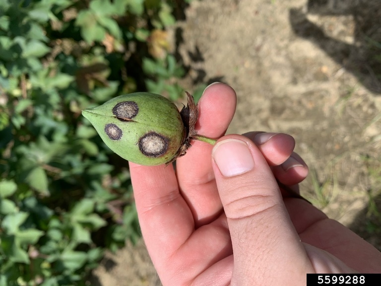 angular leaf spot of cotton (Xanthomonas citri ssp. malvacearum)