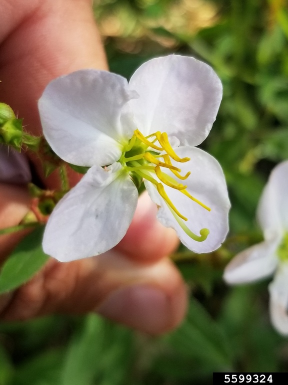 Maryland meadowbeauty (Rhexia mariana L.)