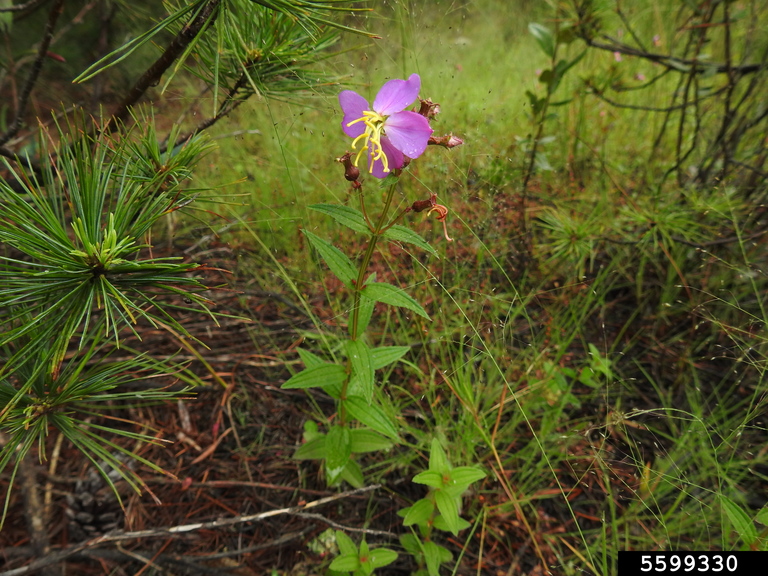 meadowbeauty (Rhexia virginica L.)
