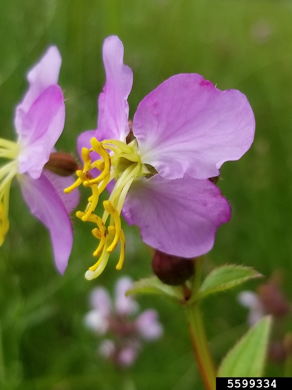 meadowbeauty (Rhexia virginica L.)
