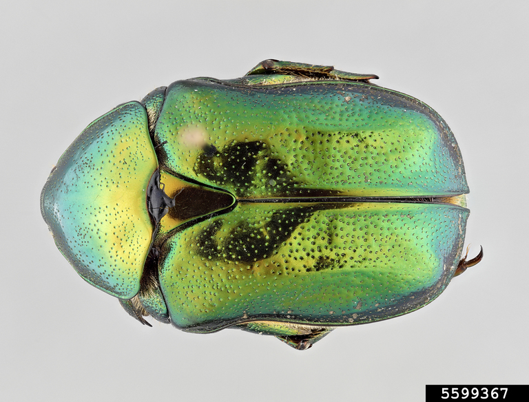 Midway emerald beetle (Protaetia pryeri (Janson, 1888))