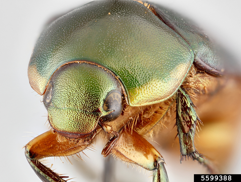 scarab beetle (Anomala anoguttata Burmeister)
