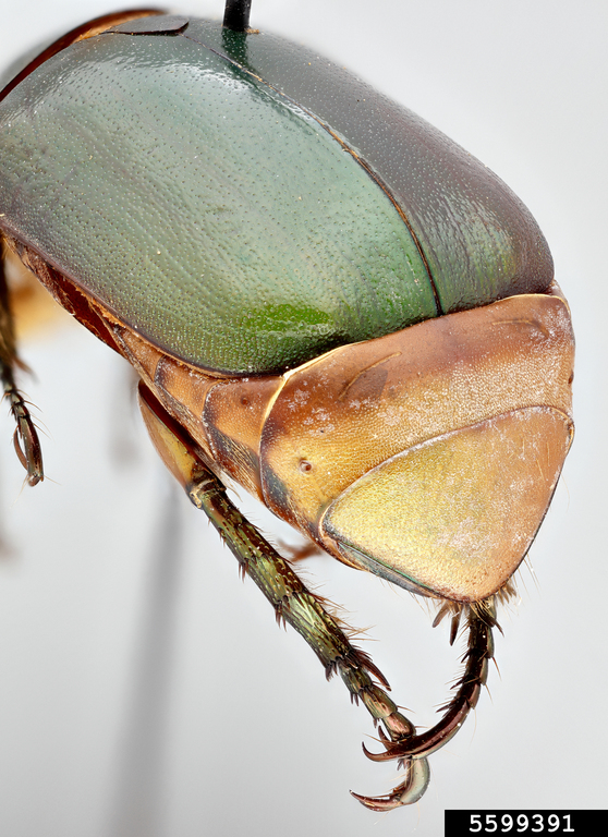 scarab beetle (Anomala anoguttata Burmeister)