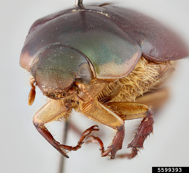 scarab beetle (Anomala anoguttata)