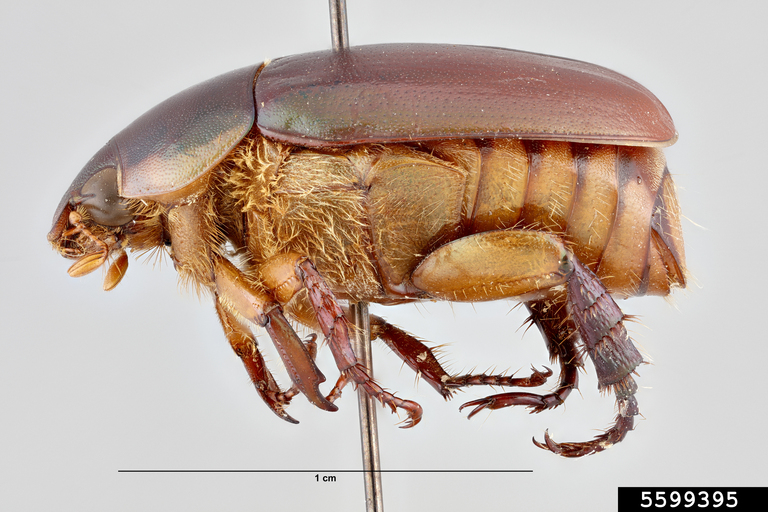 scarab beetle (Anomala anoguttata)