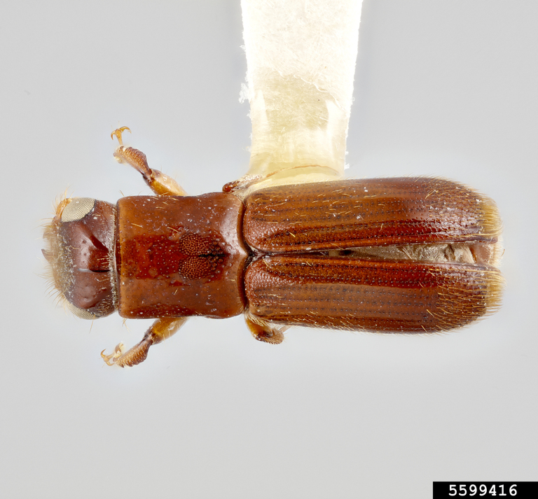 pinhole borer (Platypus curtus Chapuis)