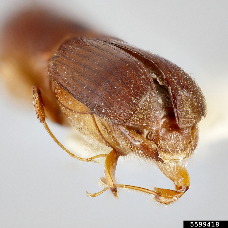 pinhole borer (Platypus curtus)