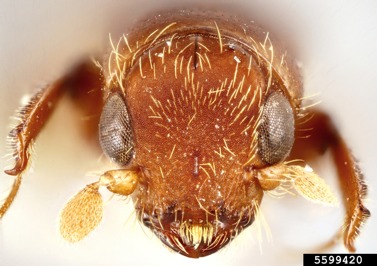 pinhole borer (Platypus curtus)
