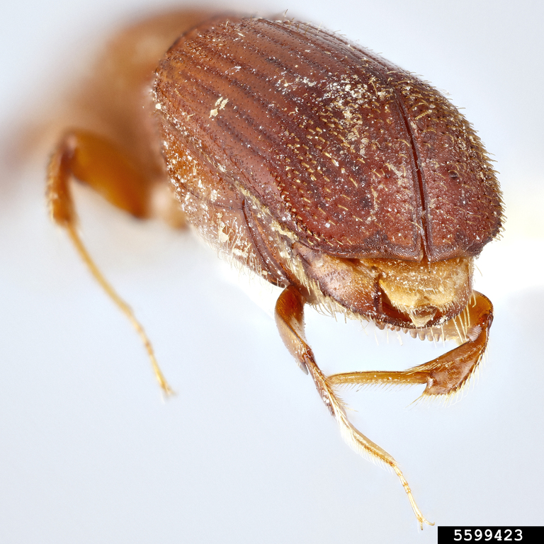 pinhole borer (Platypus curtus)