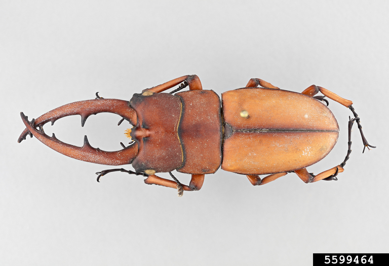 stag beetle (Prosopocoilus astacoides ssp. blanchardi)