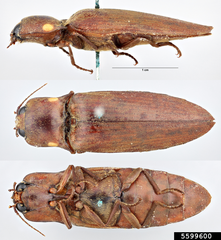 click beetle, Pyrophorus plagiophthalmus (Coleoptera: Elateridae) - 5599600