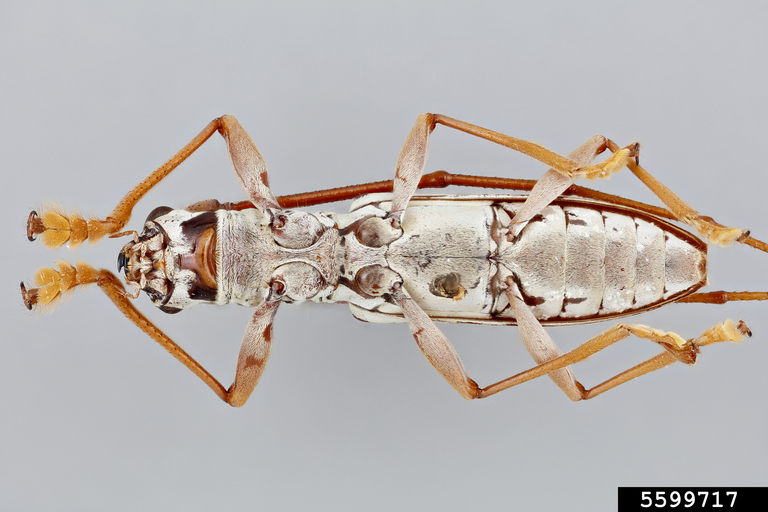 longhorn beetle borer (Olenecamptus bilobus (Fabricius, 1801))
