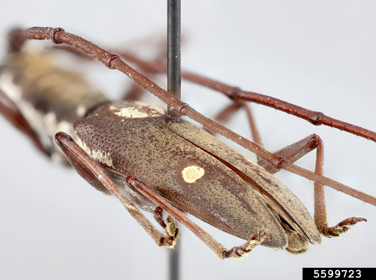 longhorn beetle borer (Olenecamptus bilobus (Fabricius, 1801))