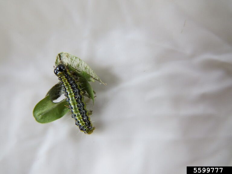 box tree moth (Cydalima perspectalis ) on American boxwood (Buxus ...
