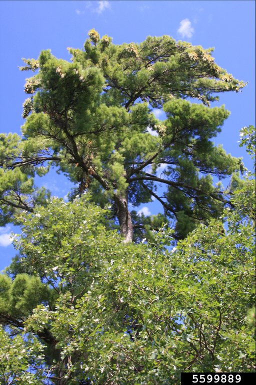 eastern white pine (Pinus strobus L.)