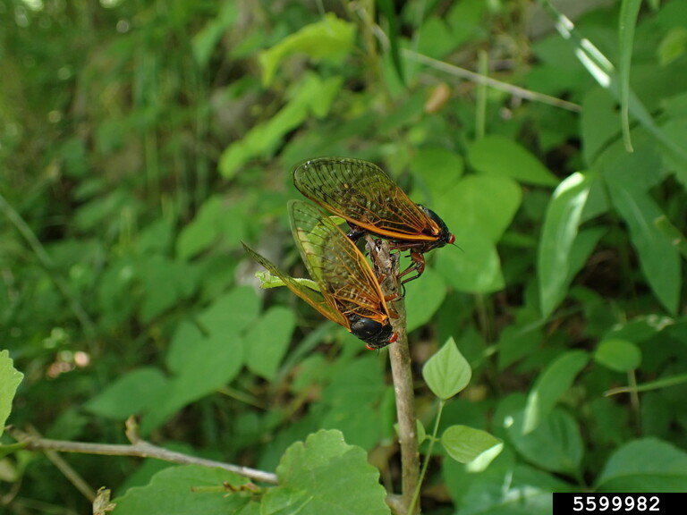 Cassin's periodical cicada (Magicicada cassinii)