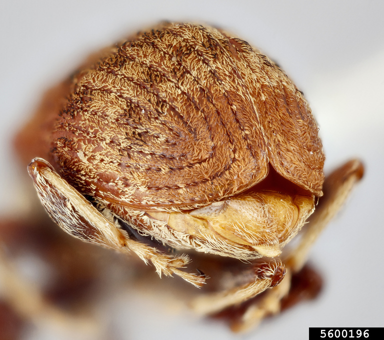 weevil (Achia adusta)
