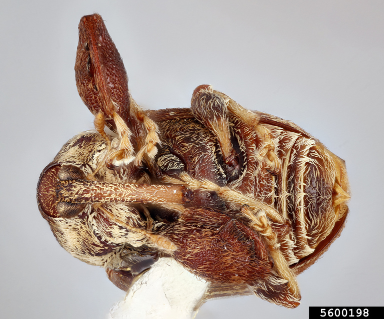 weevil (Achia adusta)