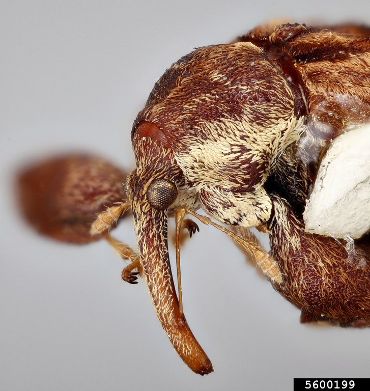 weevil (Achia adusta)