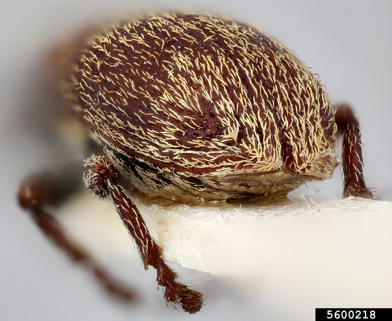 weevil (Bradybatus creutzeri)