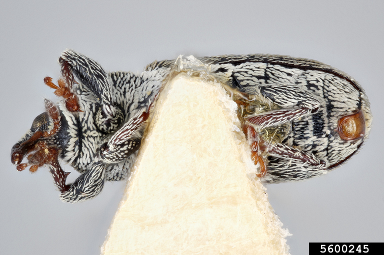 weevil (Tychius cuprifer)