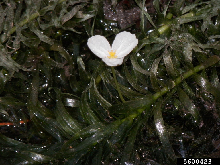 Egeria Densa Flower
