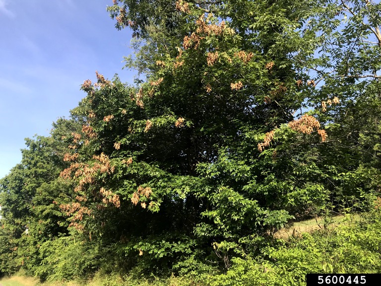 periodical cicada (Magicicada septendecim (Linnaeus))