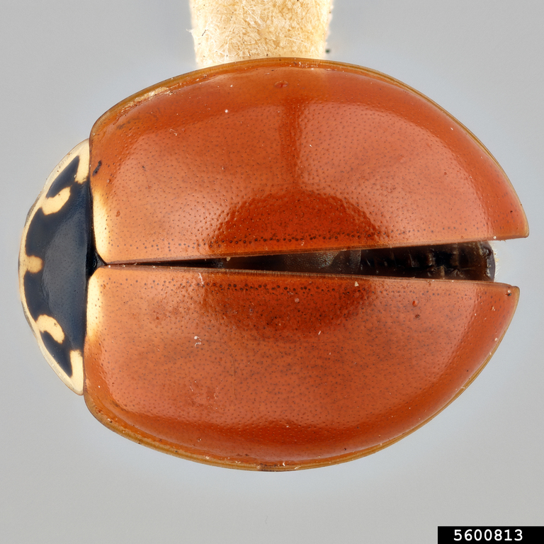 red lady beetle (Cycloneda munda)