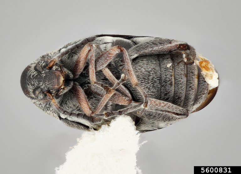 Bean weevil (Acanthoscelides rufovittatus)