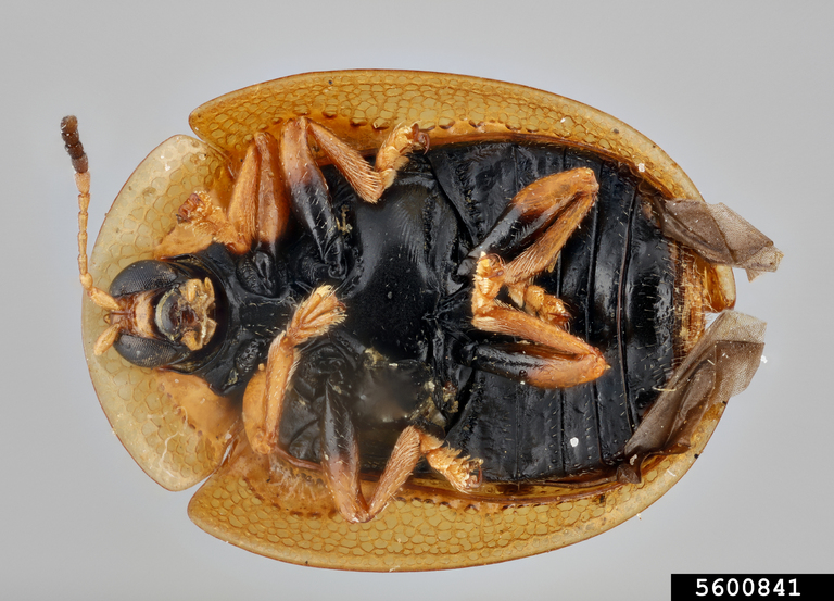 golden tortoise beetle (Charidotella sexpunctata (Fabricius, 1781))