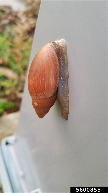 rosy predator snail, Euglandina rosea (Stylommatophora: Spiraxidae ...