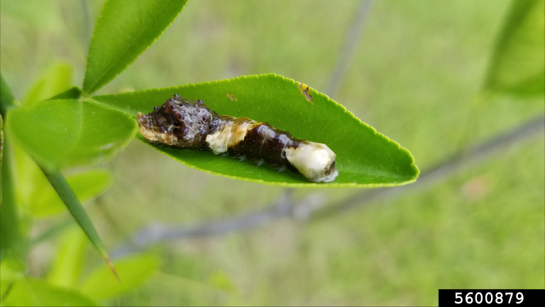 orange dog swallowtail (Papilio cresphontes)
