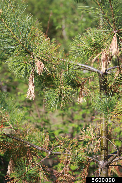pine leaf adelgid (Pineus pinifoliae (Fitch, 1858))