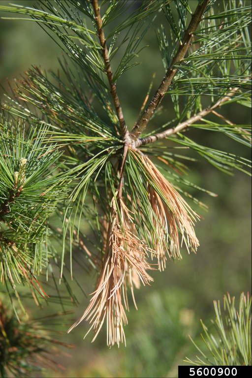 pine leaf adelgid (Pineus pinifoliae (Fitch, 1858))