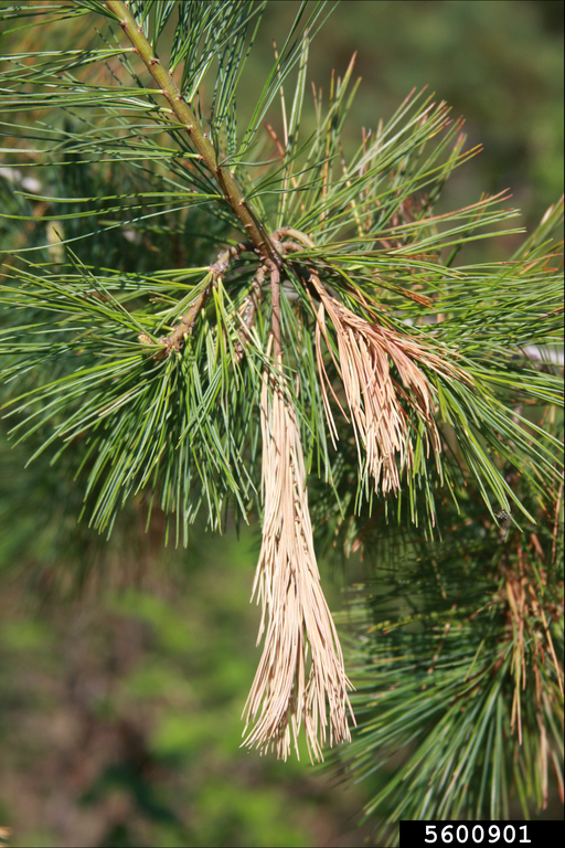 pine leaf adelgid (Pineus pinifoliae (Fitch, 1858))