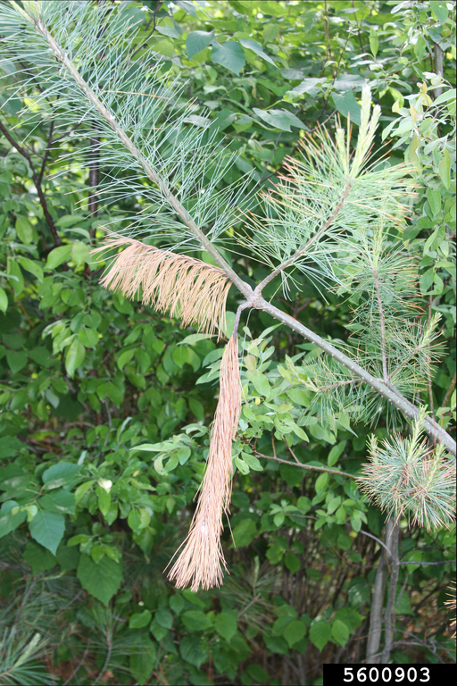 pine leaf adelgid (Pineus pinifoliae (Fitch, 1858))