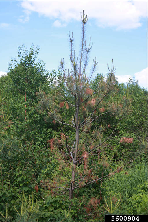 pine leaf adelgid (Pineus pinifoliae (Fitch, 1858))