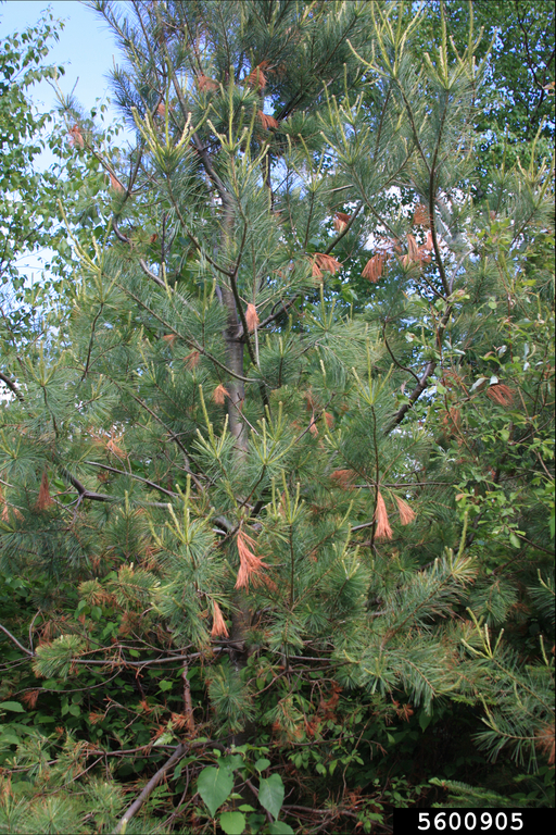 pine leaf adelgid (Pineus pinifoliae)