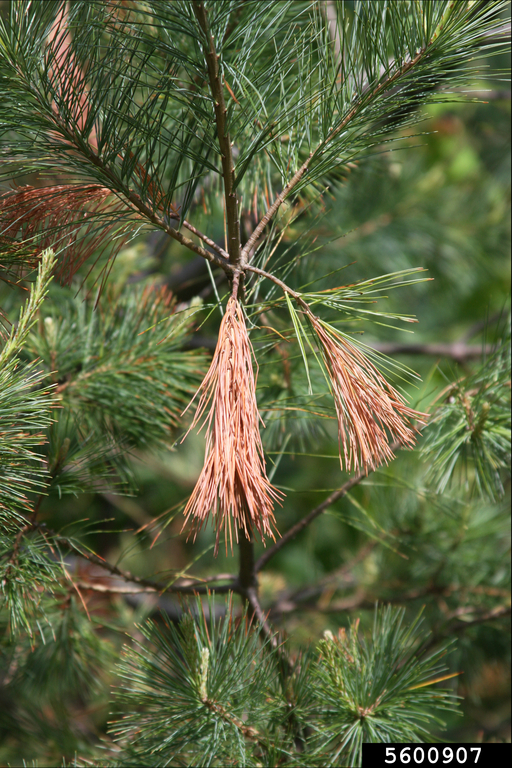 pine leaf adelgid (Pineus pinifoliae (Fitch, 1858))
