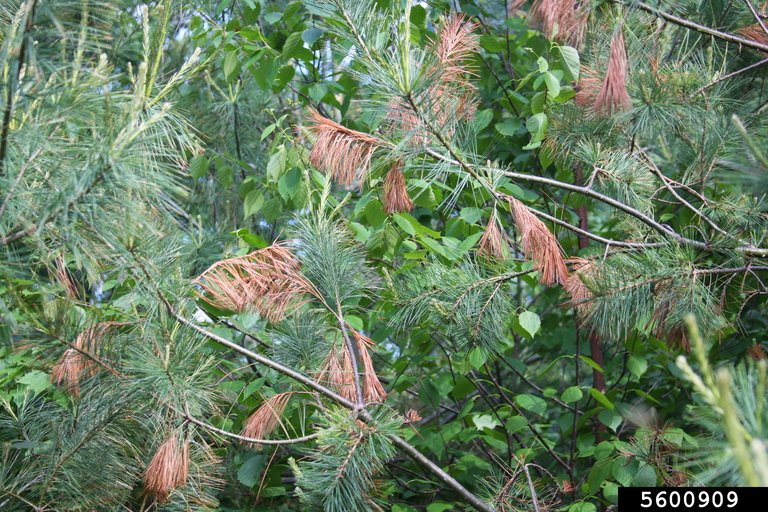 pine leaf adelgid (Pineus pinifoliae ) on eastern white pine (Pinus ...