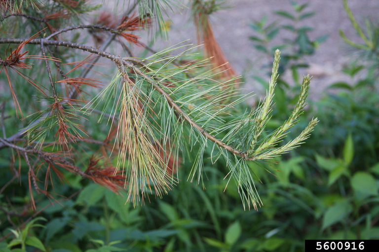 pine leaf adelgid (Pineus pinifoliae (Fitch, 1858))