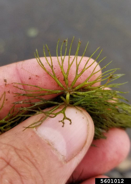 Ceratophyllum Echinatum 37585 Hornword (Ceratophyllum Demersum Stock
