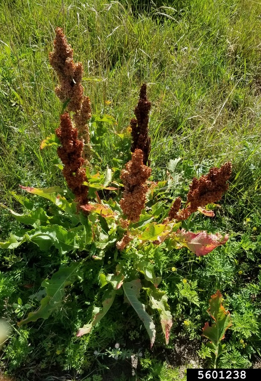 longleaf dock (Rumex longifolius DC.)