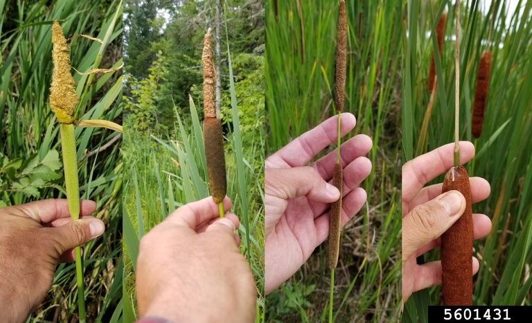 hybrid cattail (Typha x glauca)