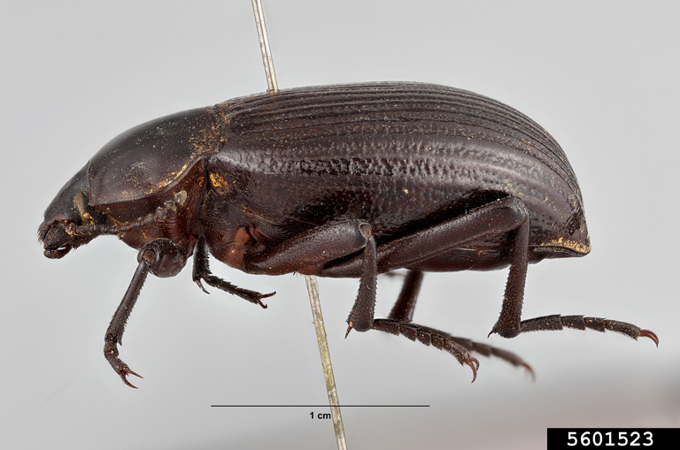 desert stink beetle (Eleodes pedinoides LeConte, 1858)