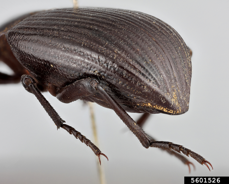 desert stink beetle (Eleodes pedinoides LeConte, 1858)