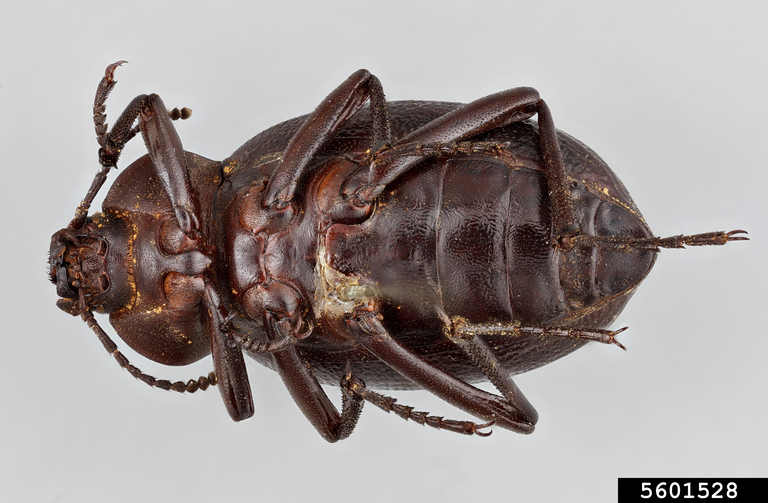 desert stink beetle (Eleodes pedinoides LeConte, 1858)
