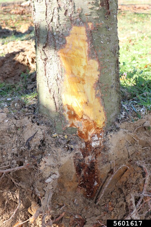 Armillaria root rots (Genus Armillaria (Fr.:Fr) Staude)