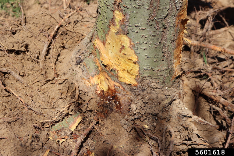 Armillaria root rots (Genus Armillaria)