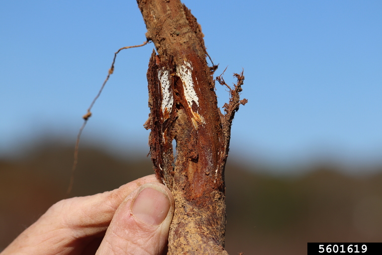 Armillaria root rots (Genus Armillaria (Fr.:Fr) Staude)